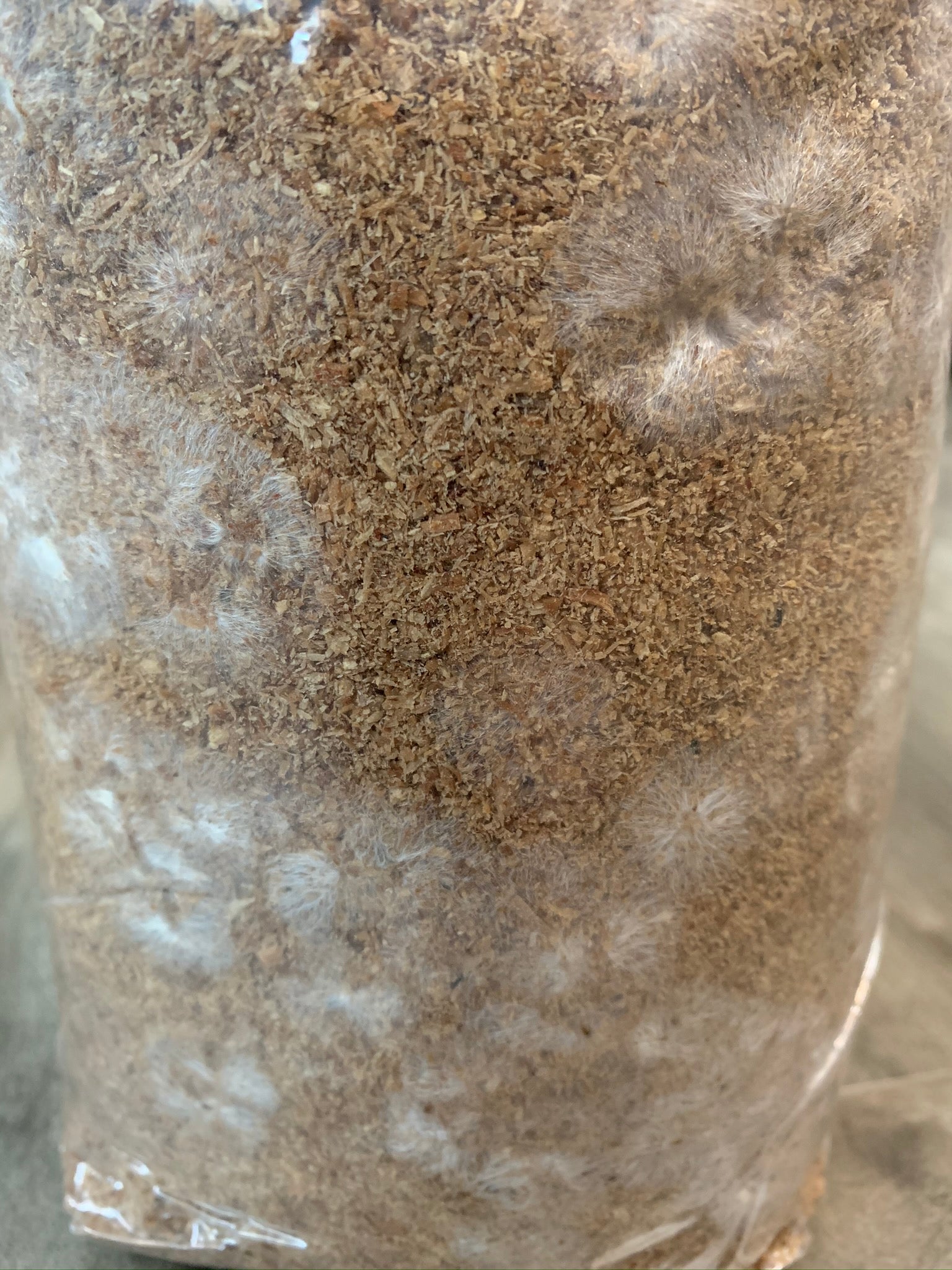 Mycelium – HAPPY CAPS