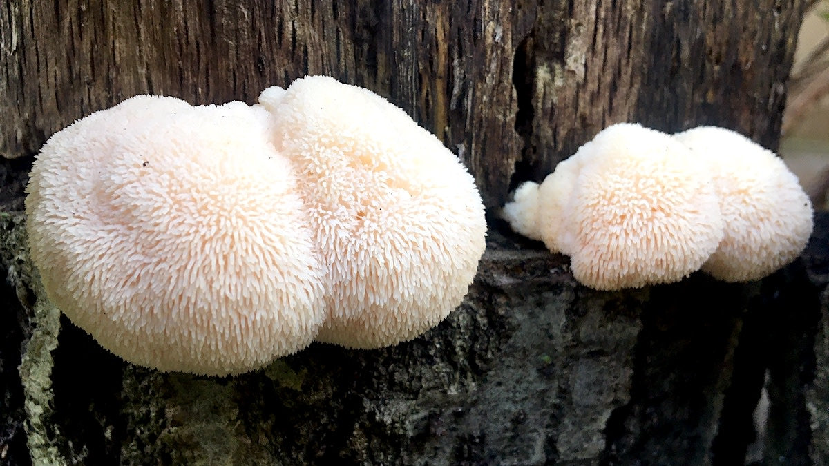 Learn About Lions Mane Mushrooms – HAPPY CAPS