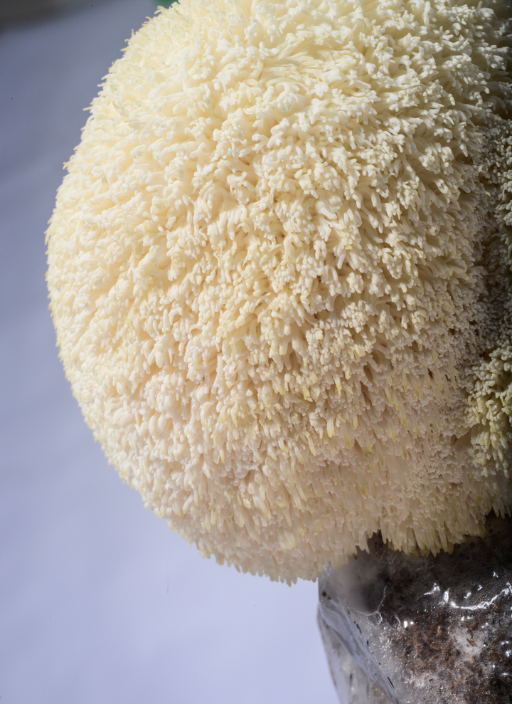 Shiitake Mushroom Kit – HAPPY CAPS