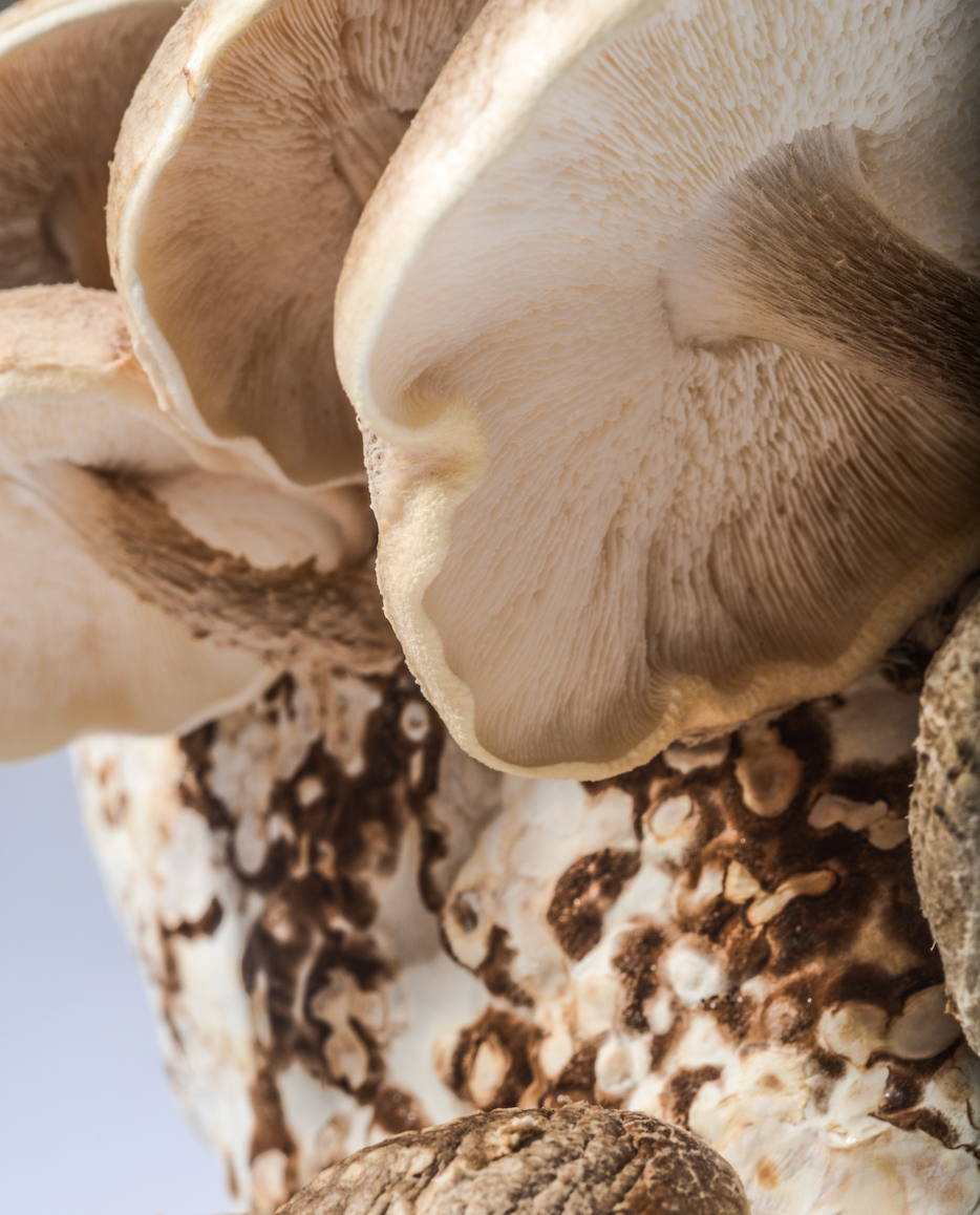 Shiitake Mushroom Kit – HAPPY CAPS